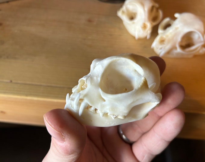 Persian Cat Skull - Etsy