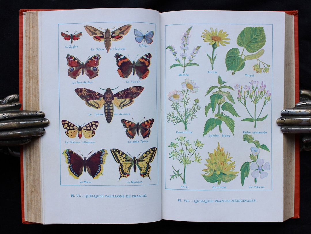 1938 Vintage Science Book for Children - Natural History Zoology Botany ...