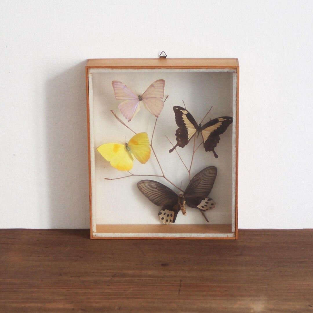 Vintage French Butterfly Perspex and Timber Display Box - Etsy