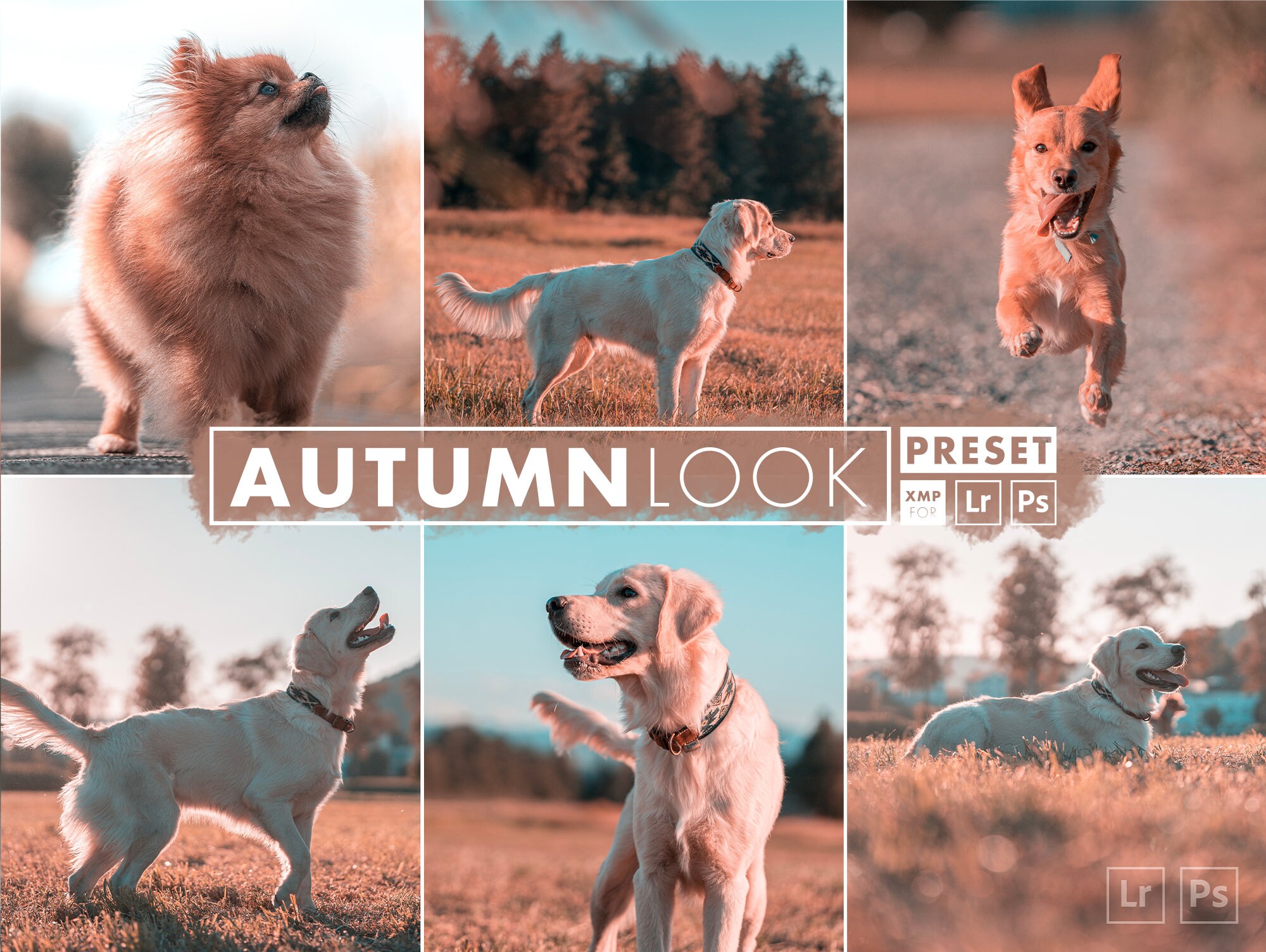 AUTUMN PRESET Look Xmp-files for Lightroom and Camera Raw Fall Preset ...