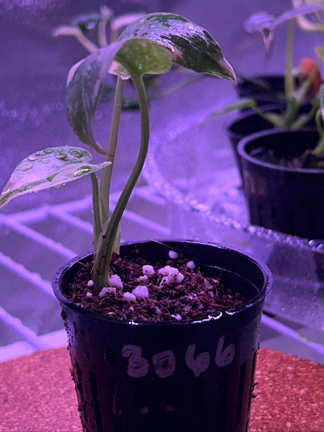 Rare Thai Constellation Rooted Plantlet Monstera Deliciosa - Etsy