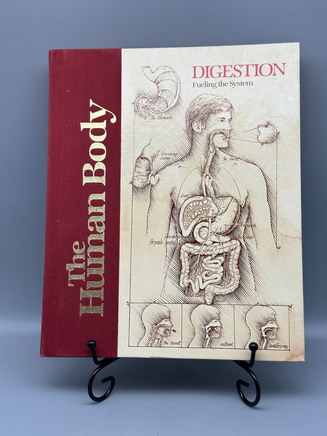 Digestion Fueling the System the Human Body Series 1985 - Etsy