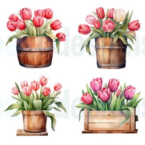 24 Tulip Flowers Watercolor Clipart Bundle, Transparent Background PNG ...