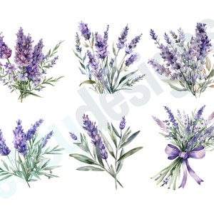 17 Lavender Flowers Watercolor Clipart, Transparent PNG, Summer Floral ...