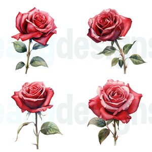 16 Watercolor Red Roses Floral Clipart Bundle, Digital Download PNG ...