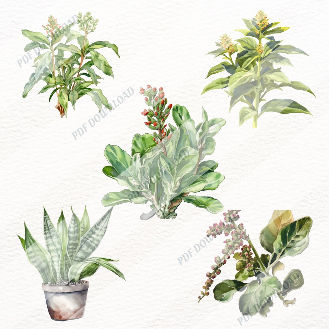 House Plant, Watercolor Clipart, Plant Illustration, Plants Clipart ...