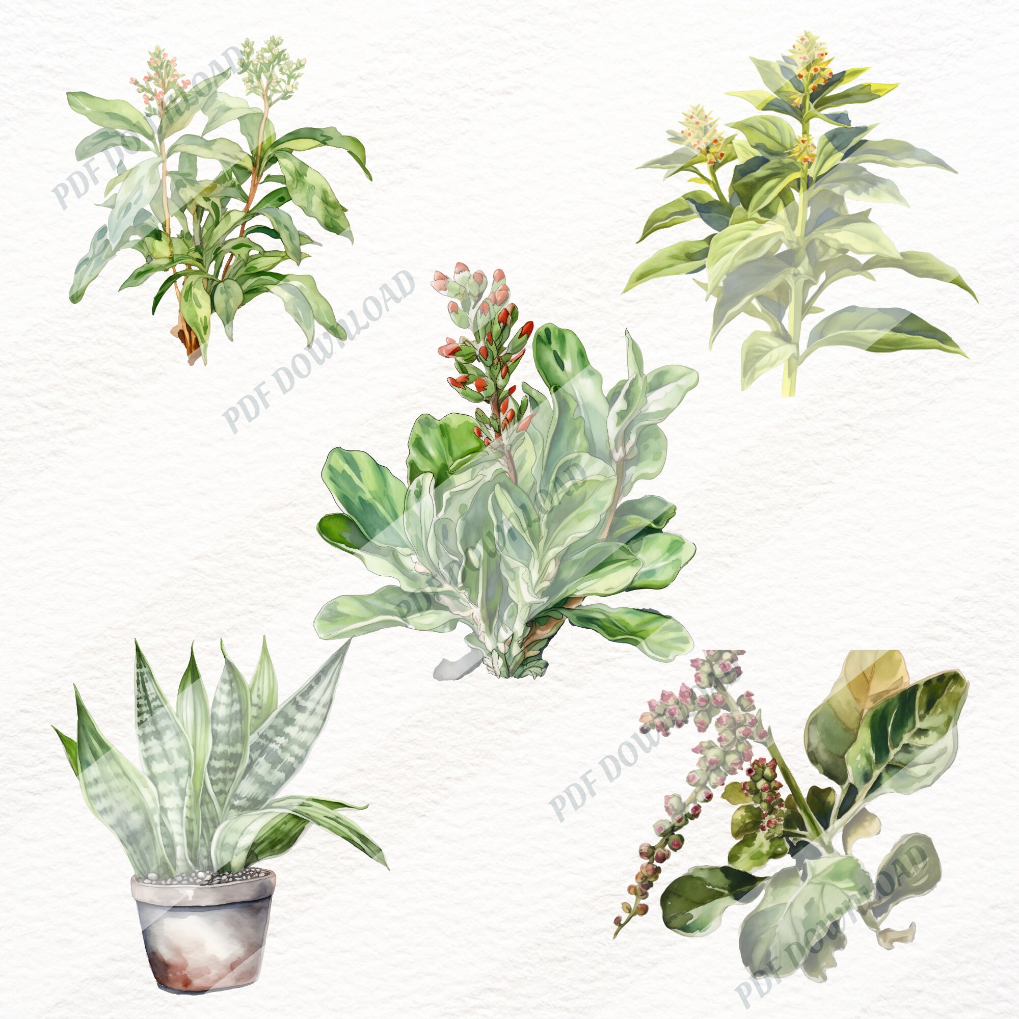 House Plant, Watercolor Clipart, Plant Illustration, Plants Clipart ...