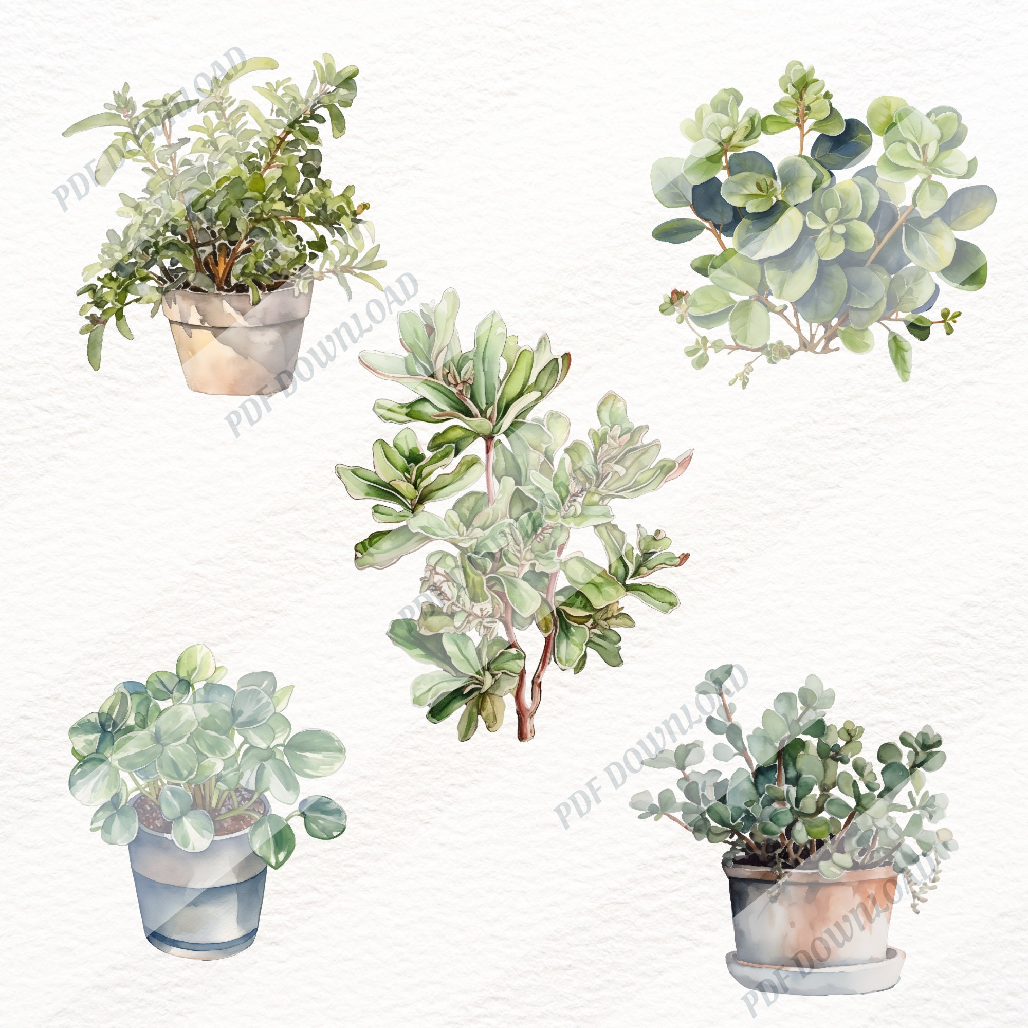 House Plant, Watercolor Clipart, Plant Illustration, Plants Clipart ...