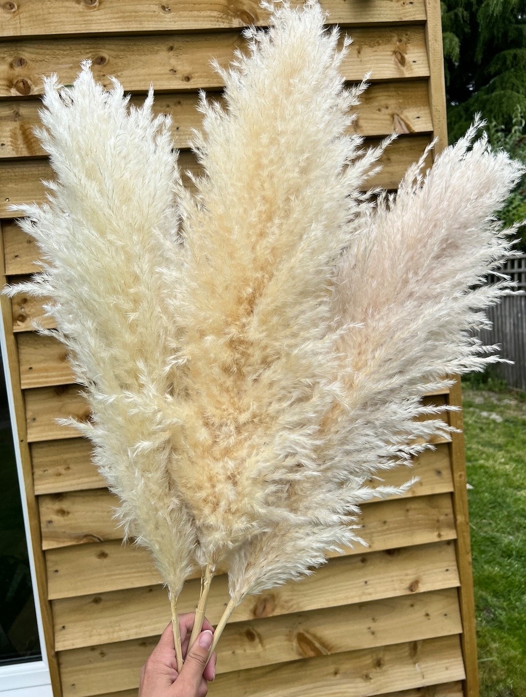 Fluffy Large Pampas Grass Stems, Natural Dried Flowers, Beige Pampas ...