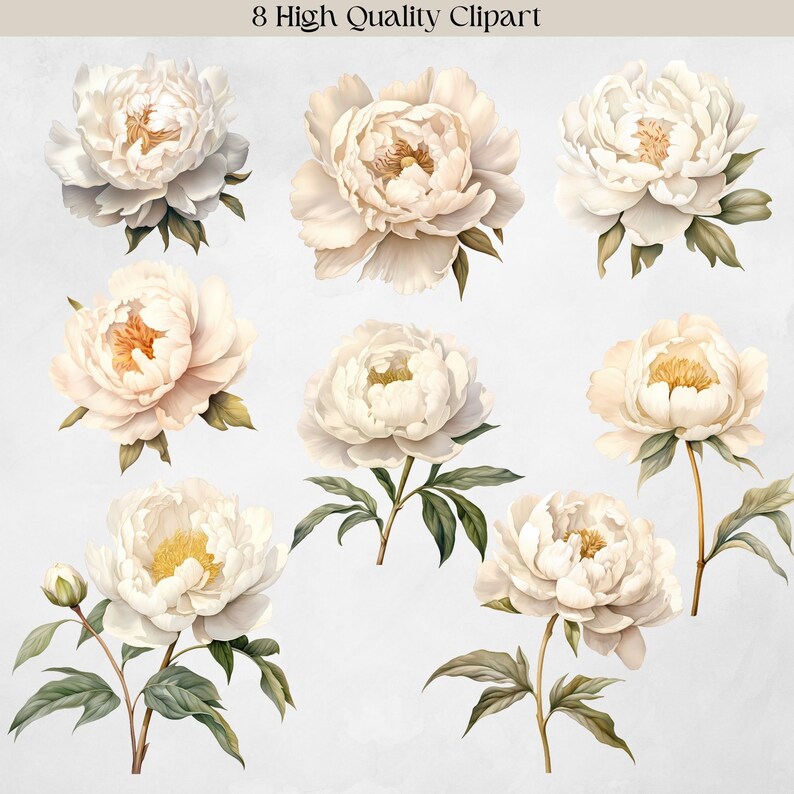 Watercolor White Peonies Png Clipart. Peony Flowers Clipart. Romantic ...