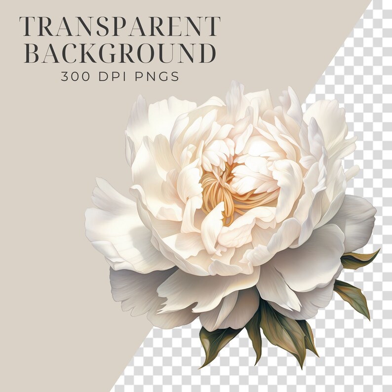 Watercolor White Peonies Png Clipart. Peony Flowers Clipart. Romantic ...