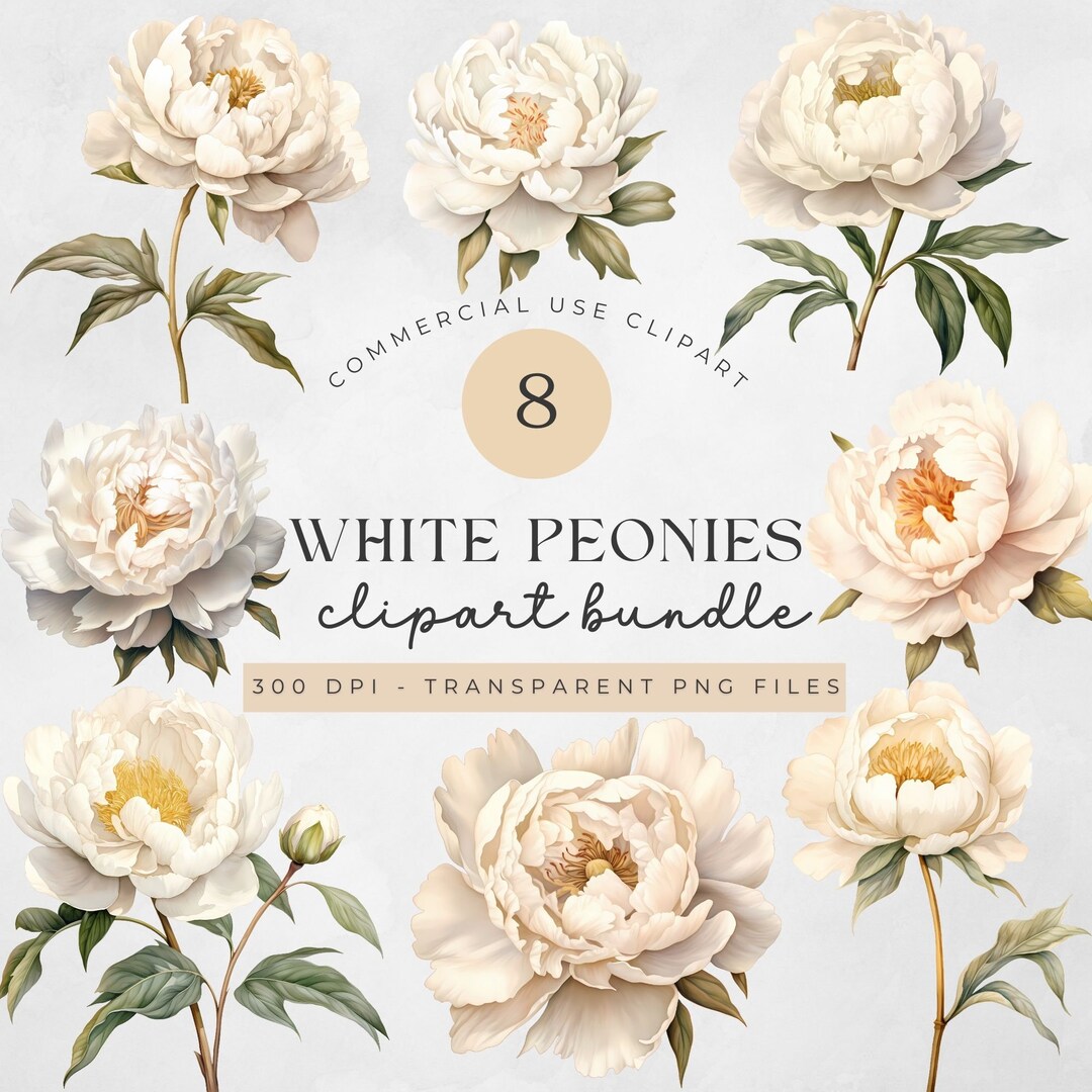 Watercolor White Peonies Png Clipart. Peony Flowers Clipart. Romantic ...