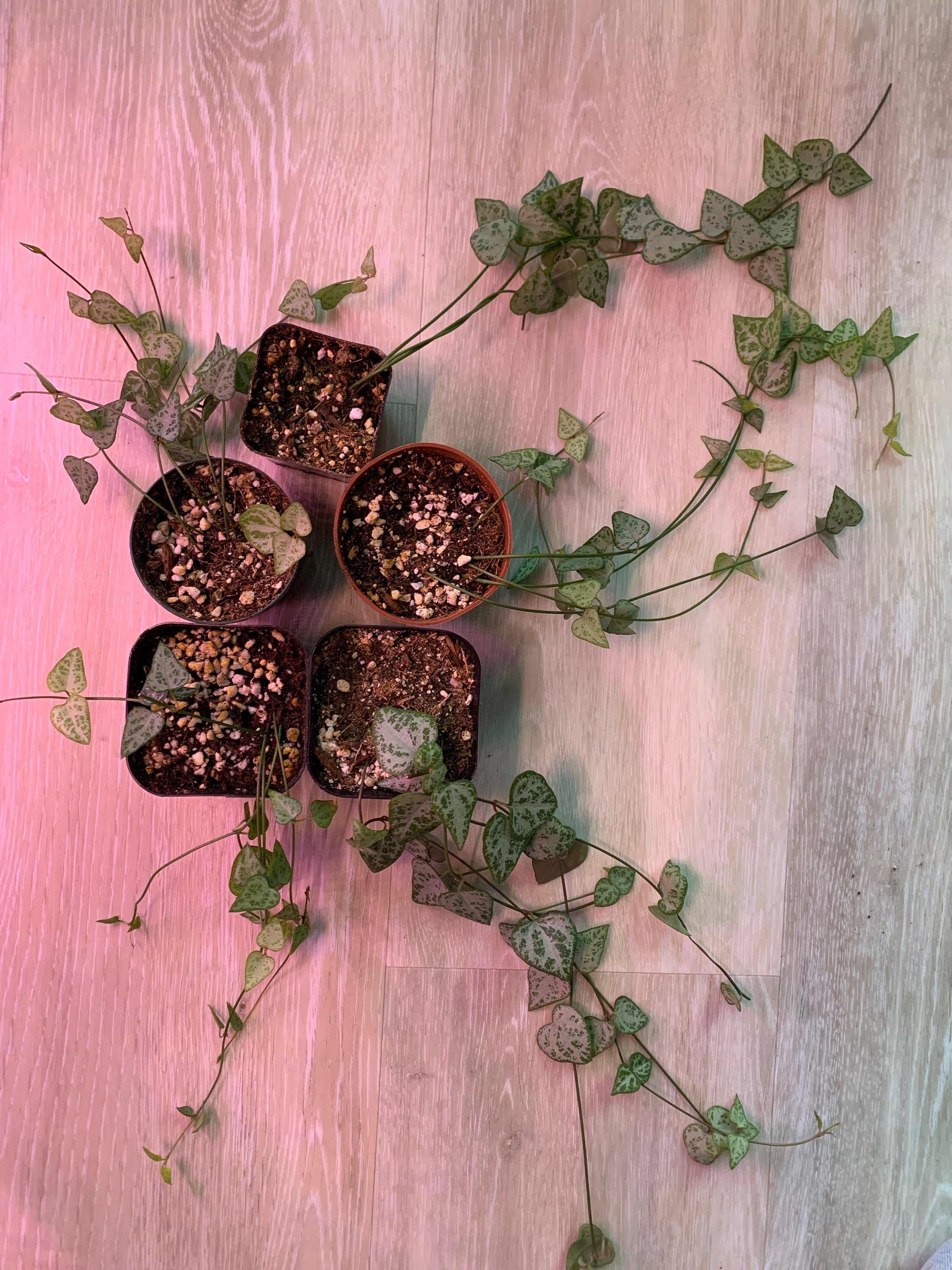 String of Arrows | Ceropegia Woodii - Etsy