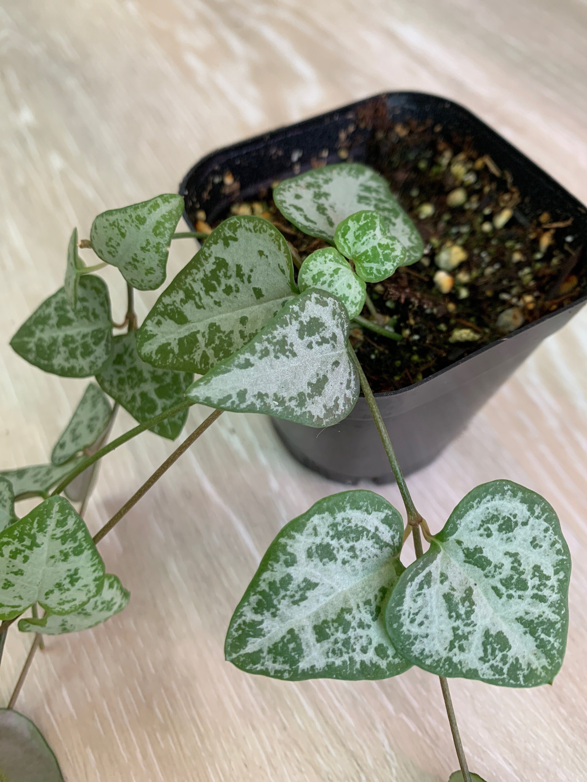 String of Arrows | Ceropegia Woodii - Etsy