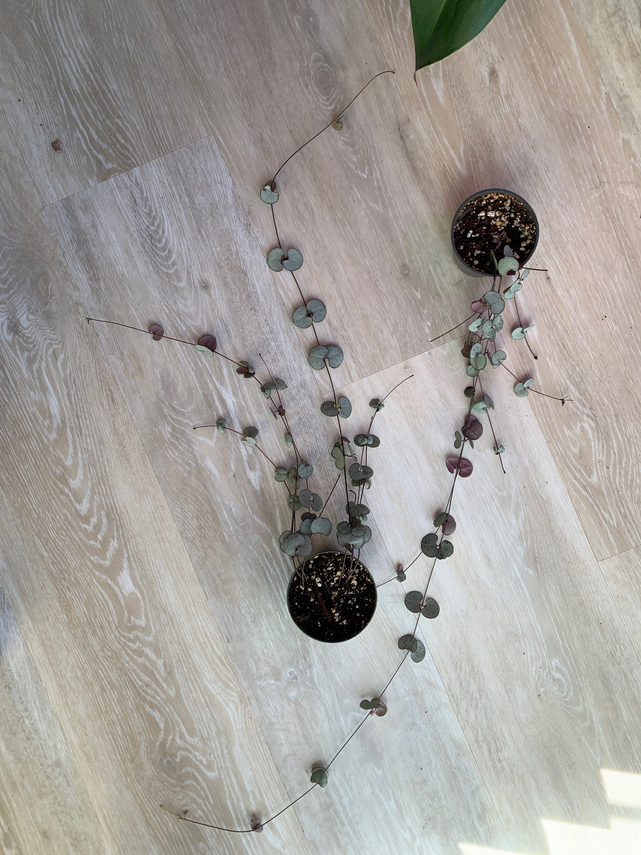 String of Hearts | Ceropegia Woodii | Silver Glory - Etsy