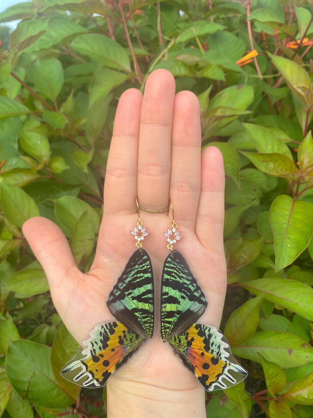 Real Entire Full Madagascan Sunset Moth Rare Earrings - Etsy