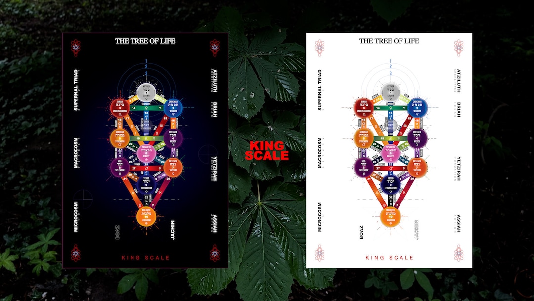 Tree of Life Diagram King Scale white Background - Etsy