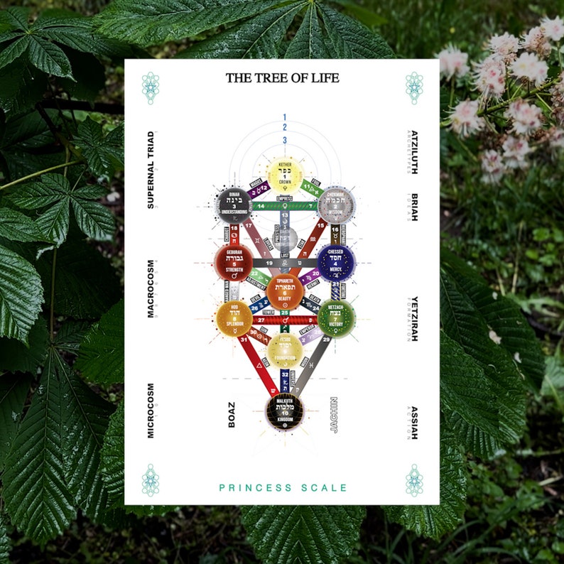 The Tree of Life Princess Scale (white Background) - Etsy
