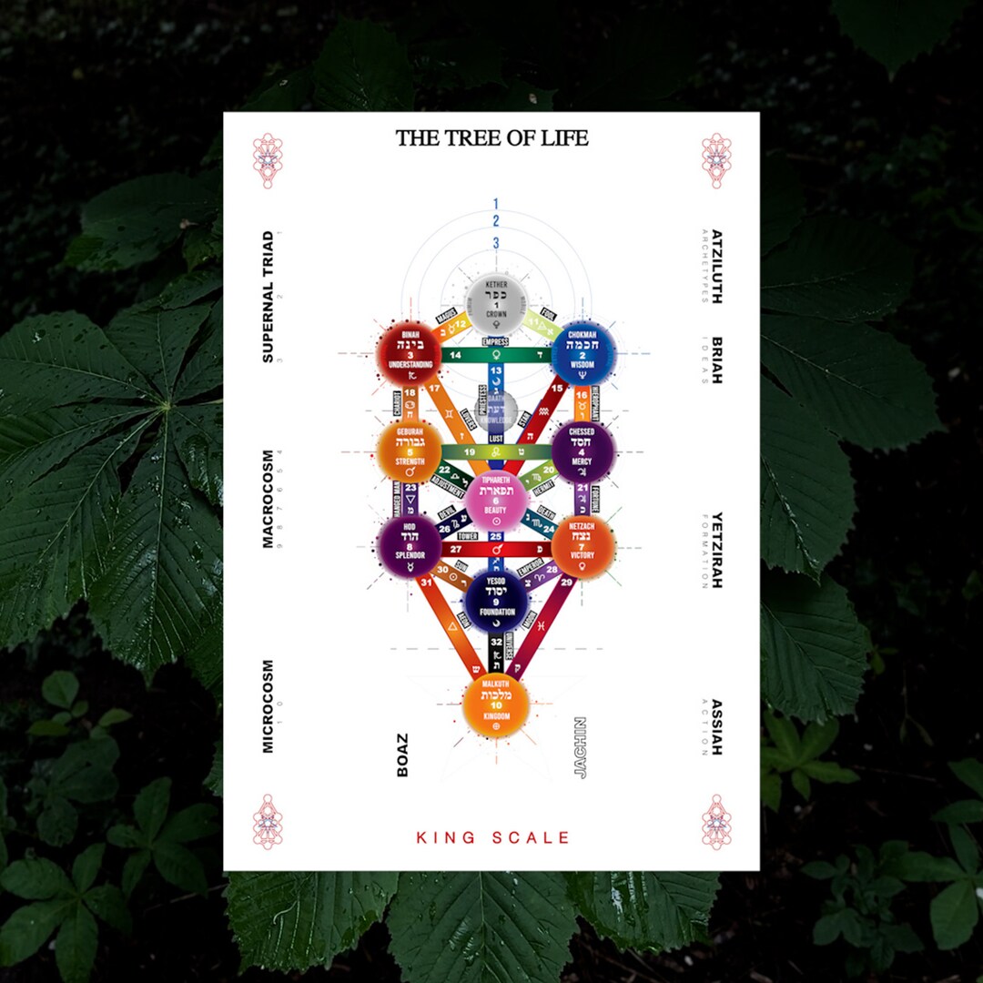 Tree of Life Diagram King Scale (white Background) - Etsy
