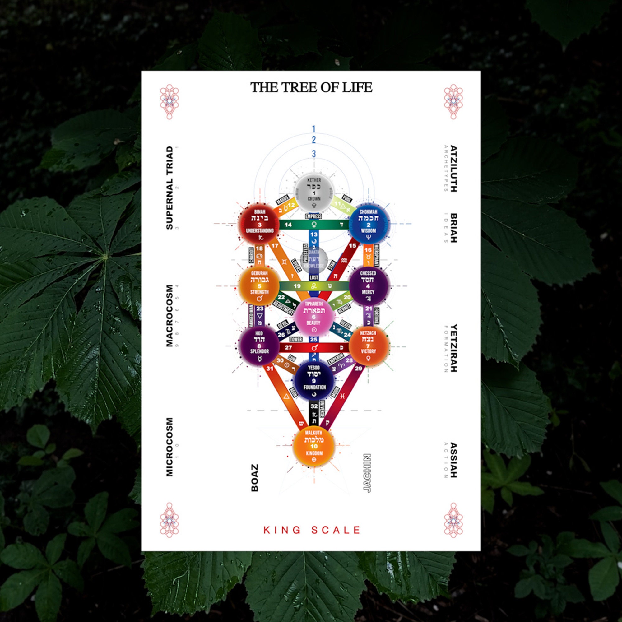 Tree of Life Diagram King Scale (white Background) - Etsy