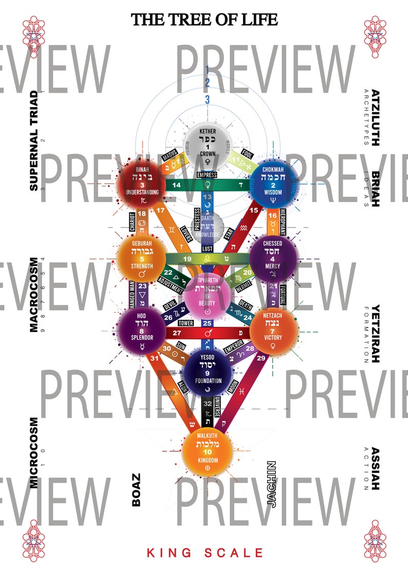 Tree of Life Diagram King Scale (white Background) - Etsy