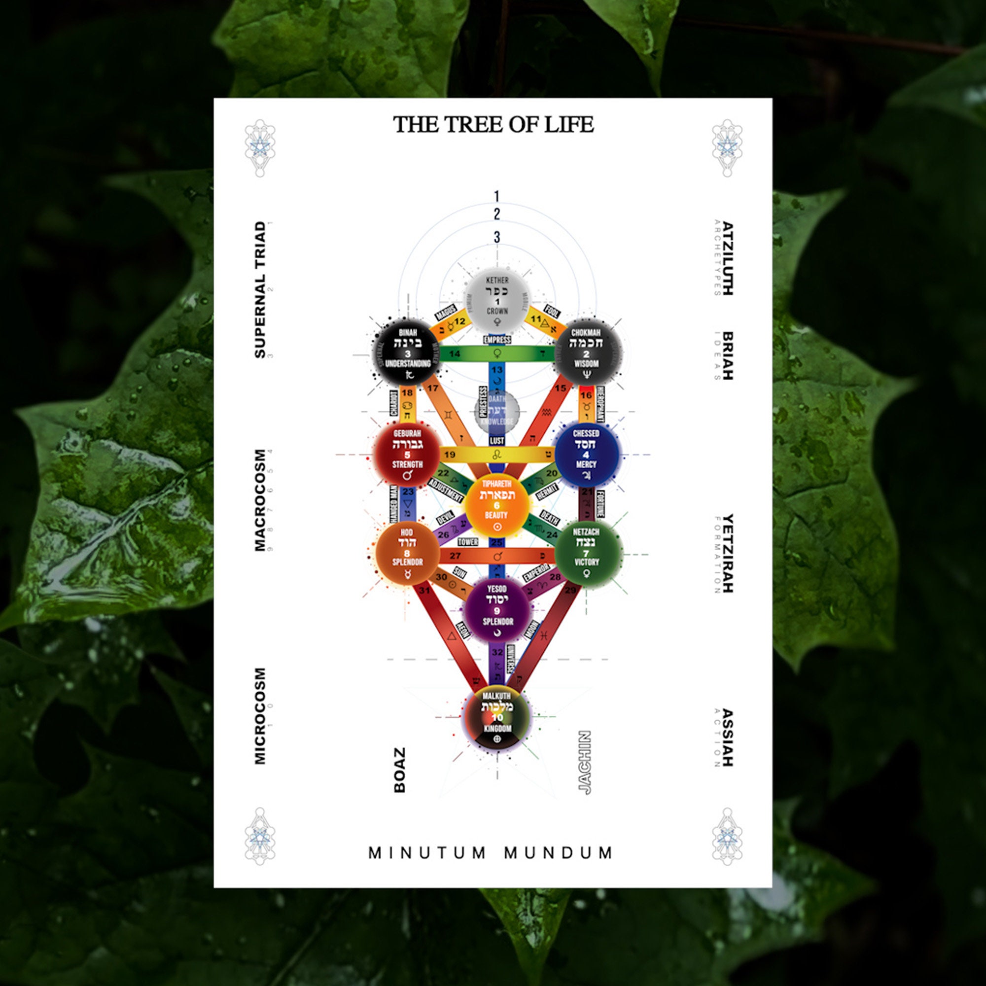 The Tree of Life Minutum Mundum white Background - Etsy