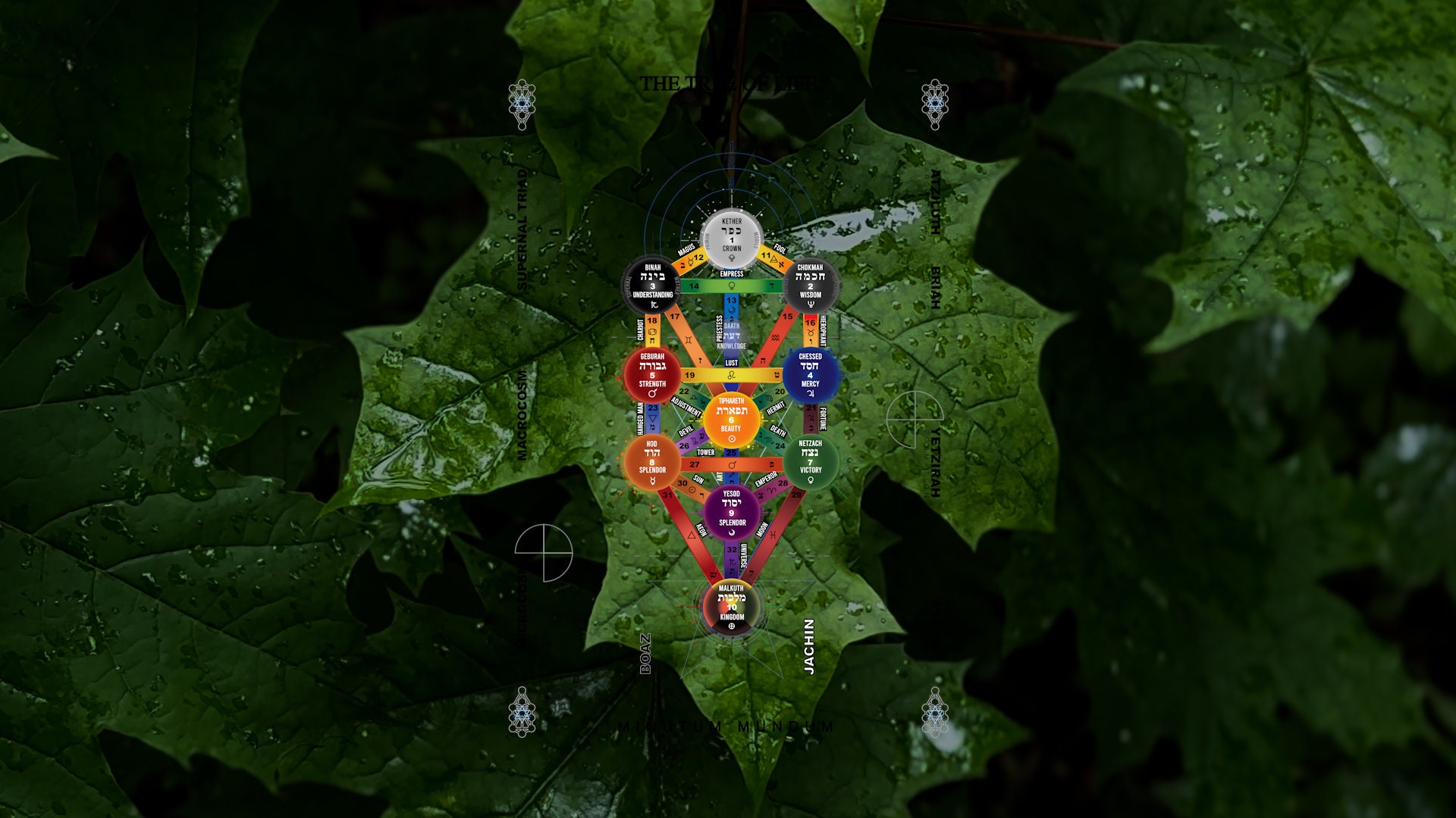 The Tree of Life Minutum Mundum white Background - Etsy