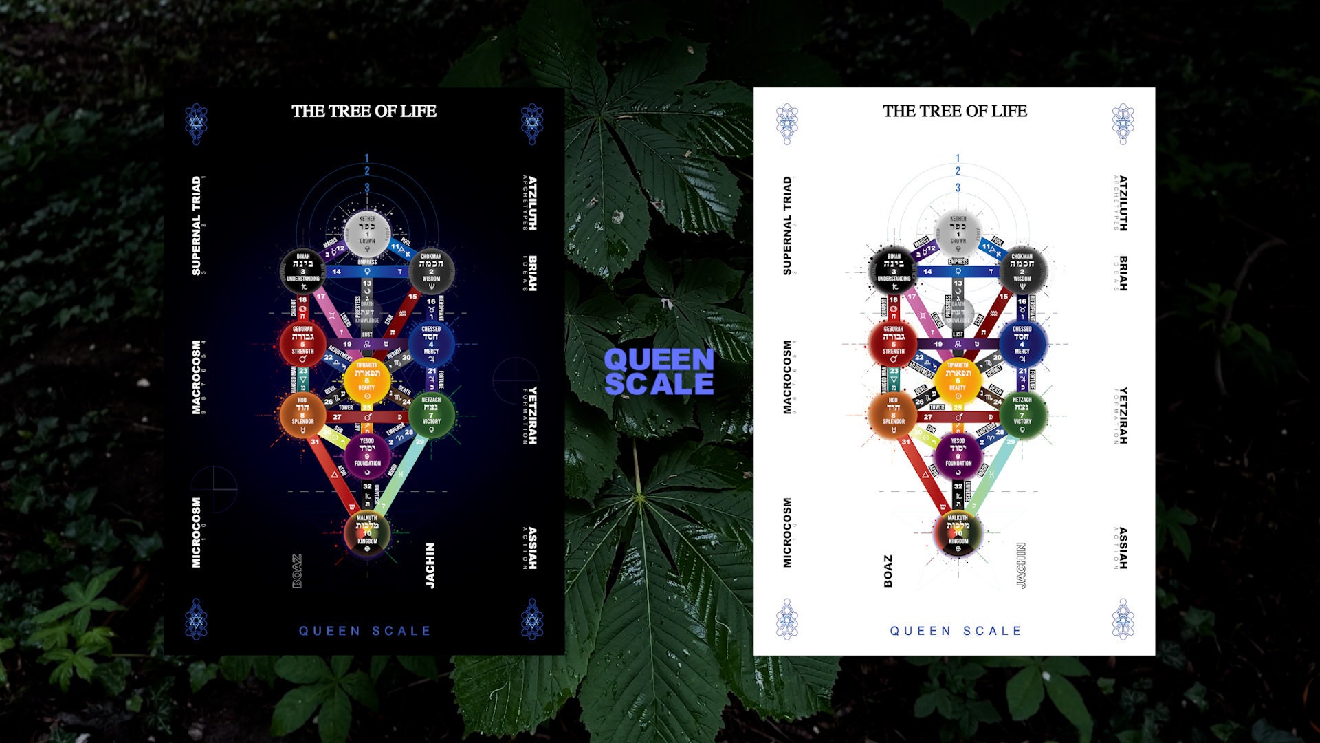 The Tree of Life Queen Scale dark Background - Etsy