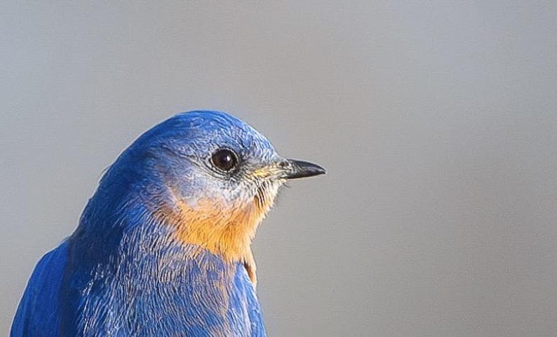 Eastern Bluebird - Etsy