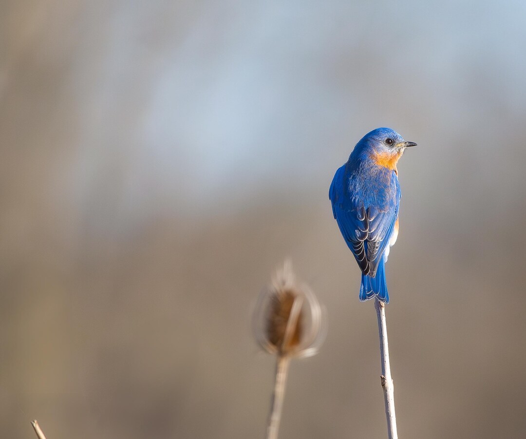 Eastern Bluebird - Etsy