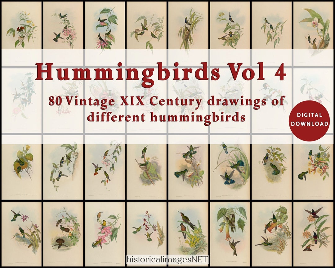 Vintage Painting of Hummingbirds of the XIX Century. DIGITAL DOWNLOADS ...