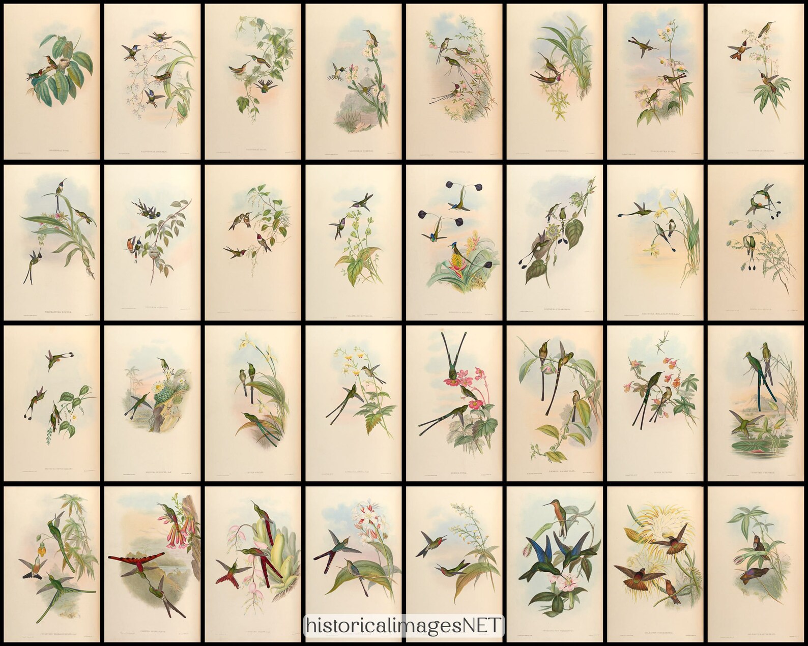 Vintage Painting of Hummingbirds of the XIX Century. DIGITAL DOWNLOADS ...