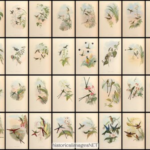 Vintage Painting of Hummingbirds of the XIX Century. DIGITAL DOWNLOADS ...