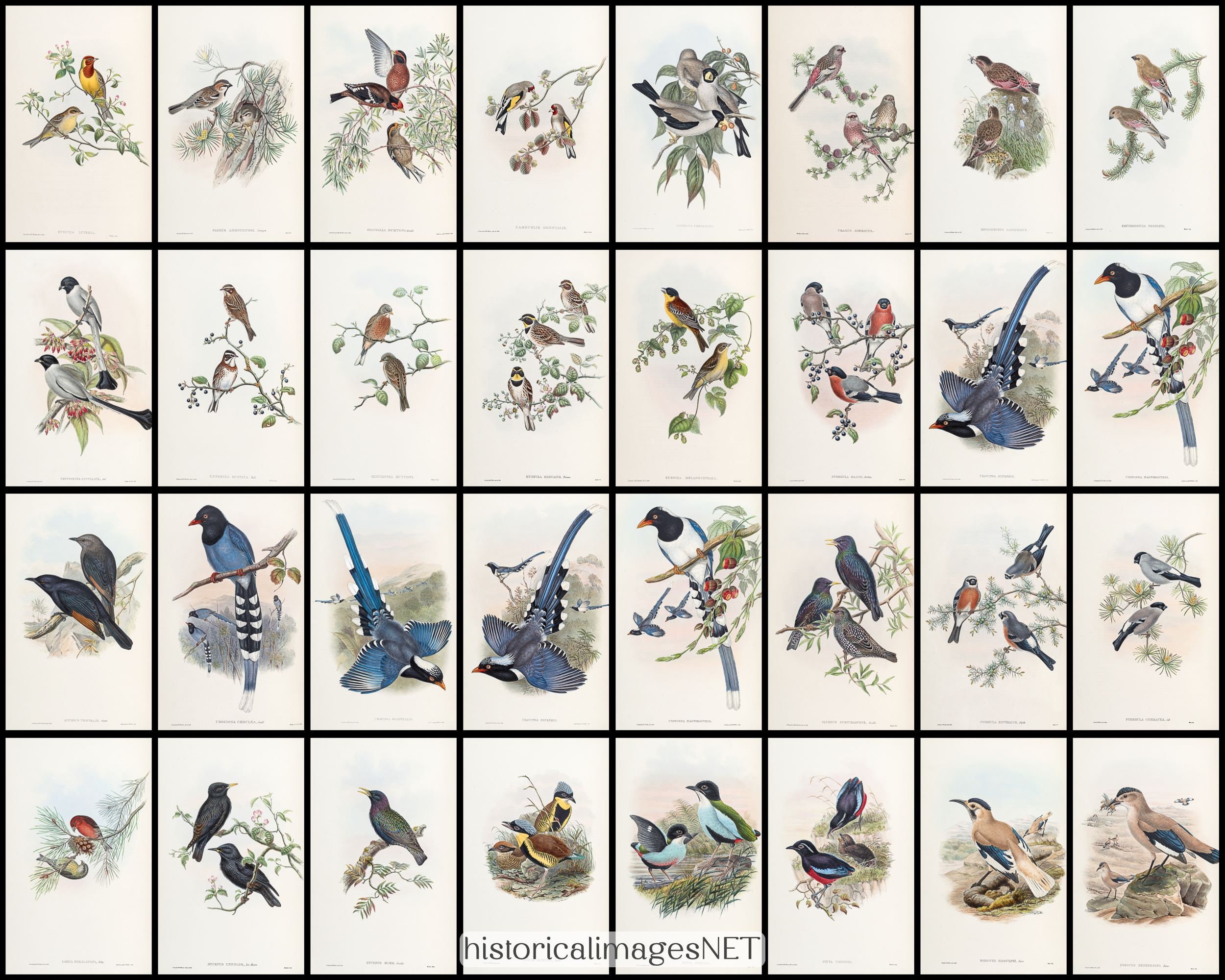 Vintage Asian Birds Drawings Vol 5. Collection of 86 Birds From Asia ...