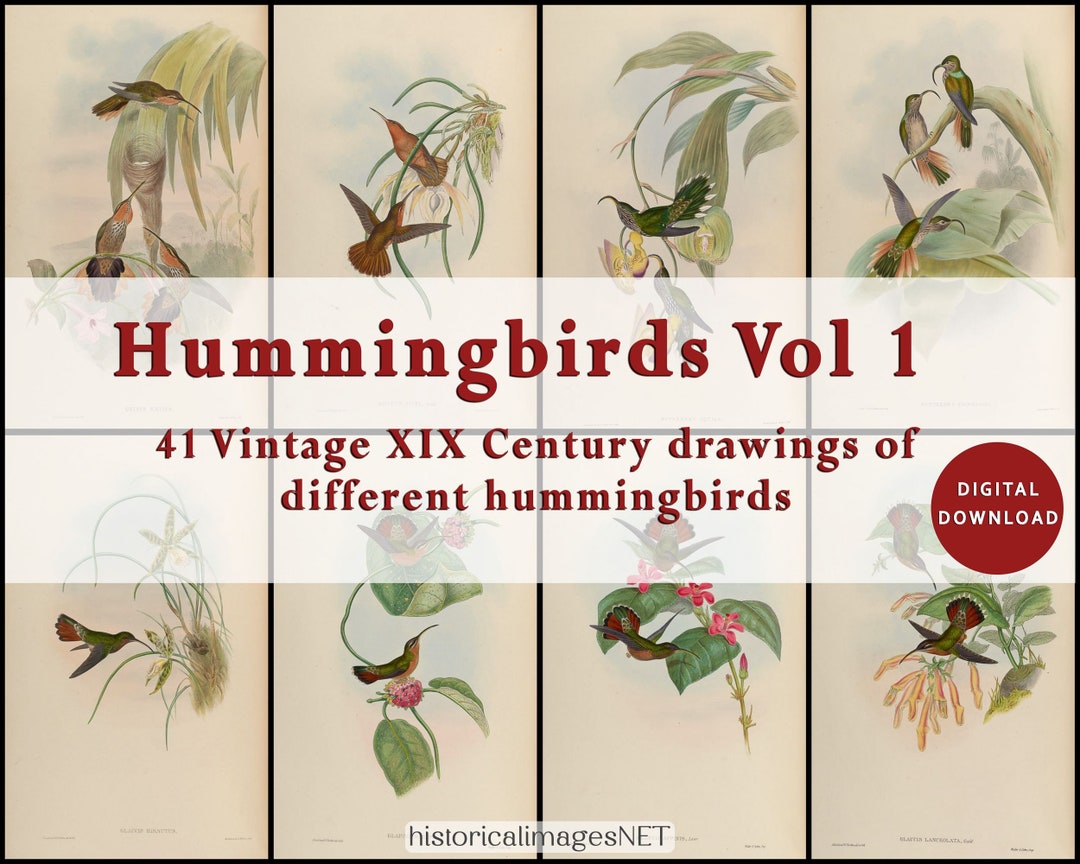 Vintage Painting of Hummingbirds of the XIX Century. DIGITAL DOWNLOADS ...
