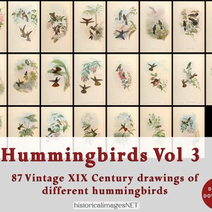 Vintage Painting of Hummingbirds of the XIX Century. DIGITAL DOWNLOADS ...