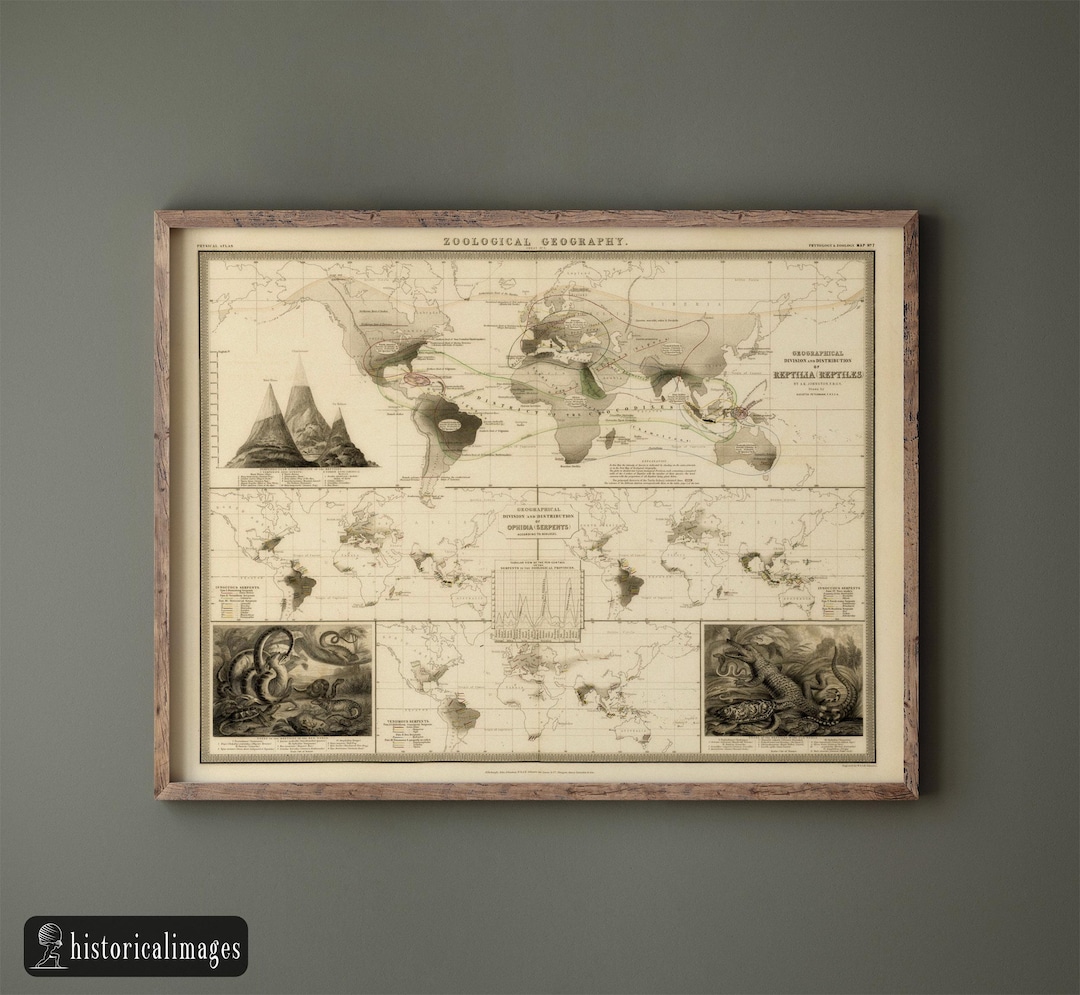 Reptile Distribution Old World Map. Print Repro of Zoology Geography ...