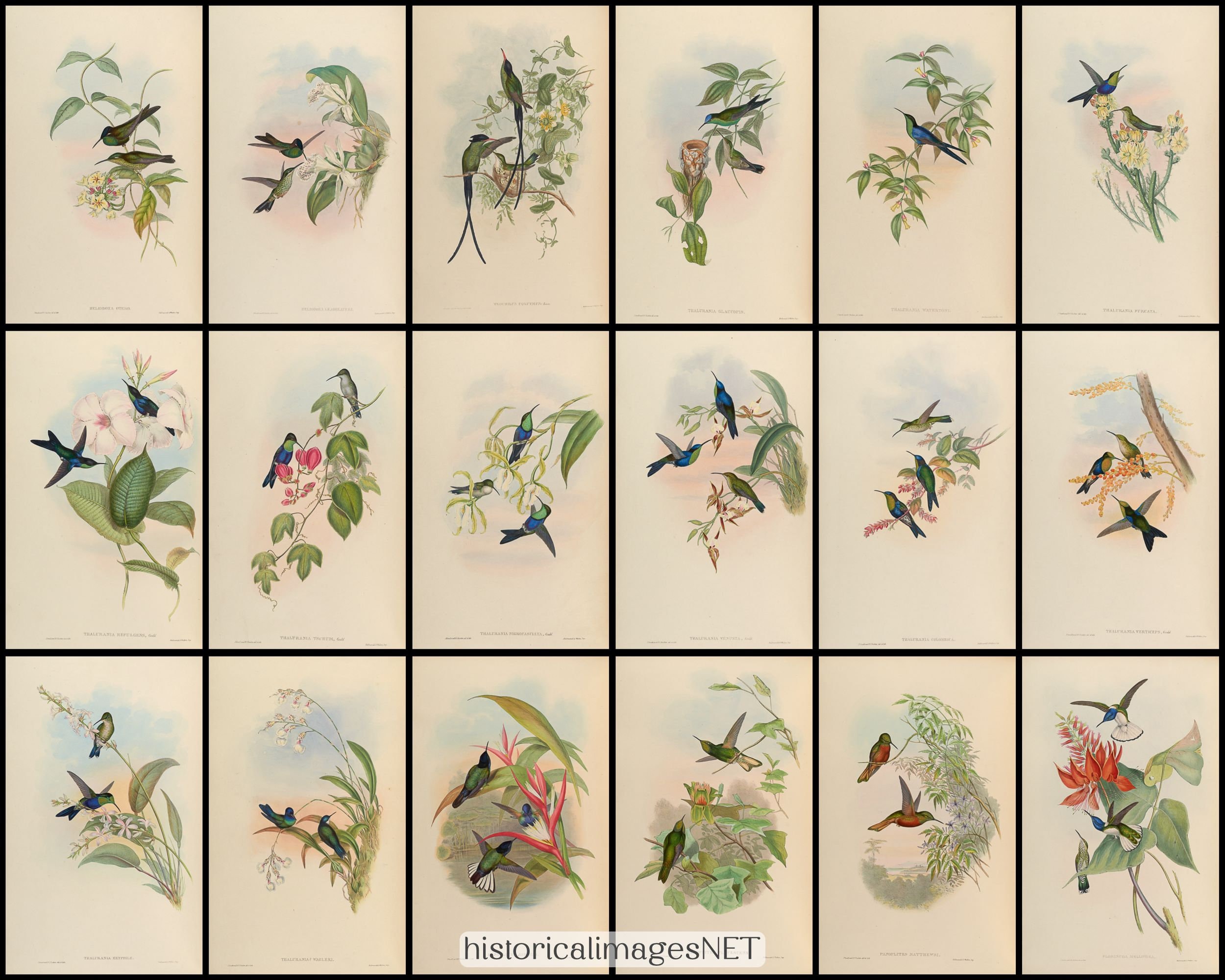 Vintage Painting of Hummingbirds of the XIX Century. DIGITAL DOWNLOADS ...