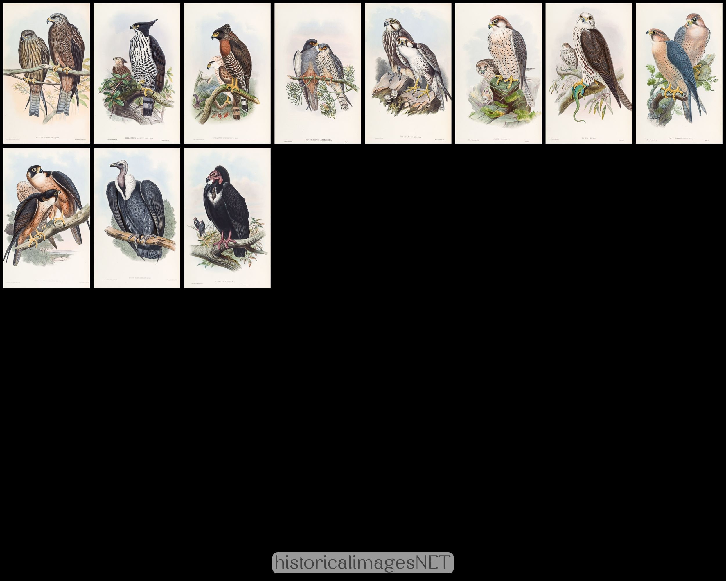 Vintage Asian Birds Drawings Vol 1. Collection of 75 Birds From Asia ...