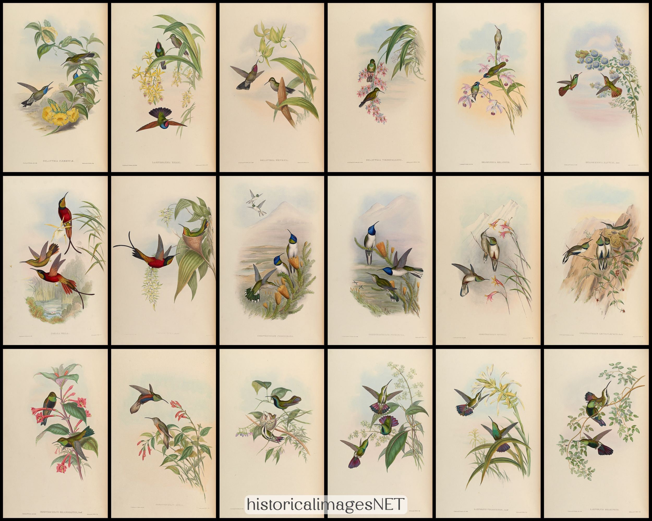 Vintage Painting of Hummingbirds of the XIX Century. DIGITAL DOWNLOADS ...