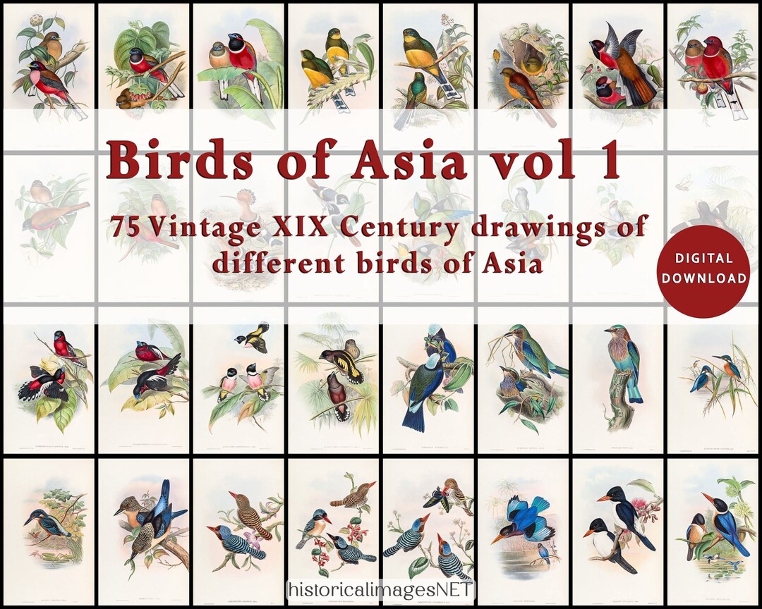Vintage Asian Birds Drawings Vol 1. Collection of 75 Birds From Asia ...