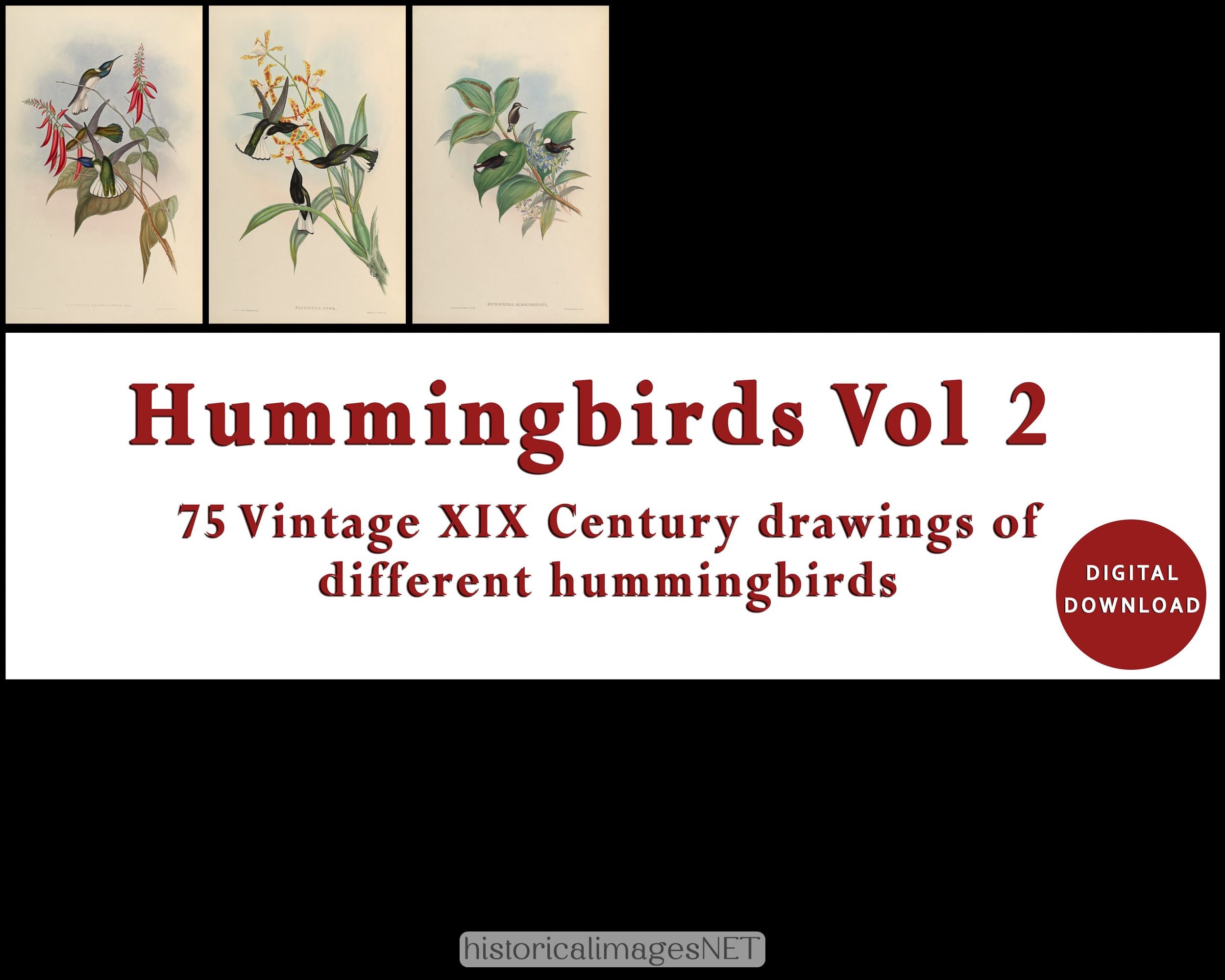 Vintage Painting of Hummingbirds of the XIX Century. DIGITAL DOWNLOADS ...