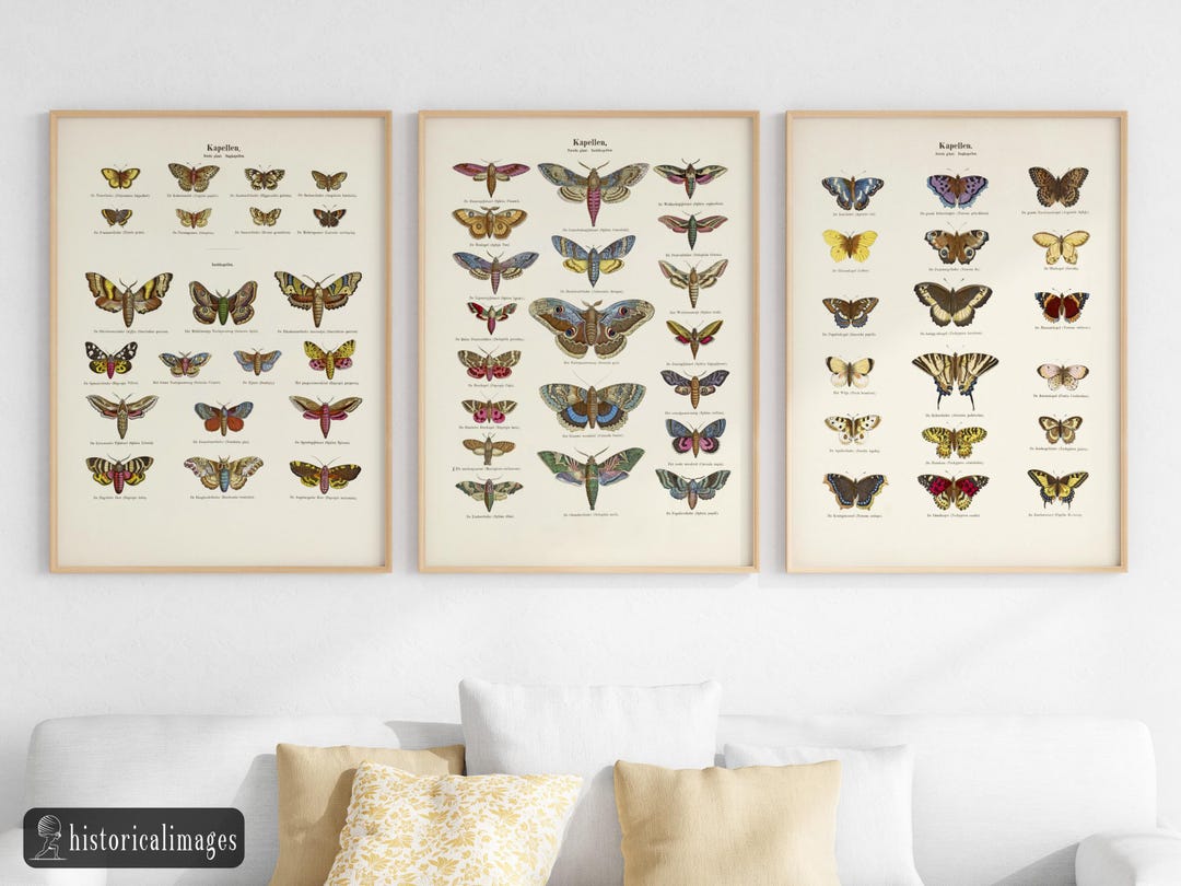 Vintage Moth Prints Set - Fine Art Insect Wall Decor - Etsy