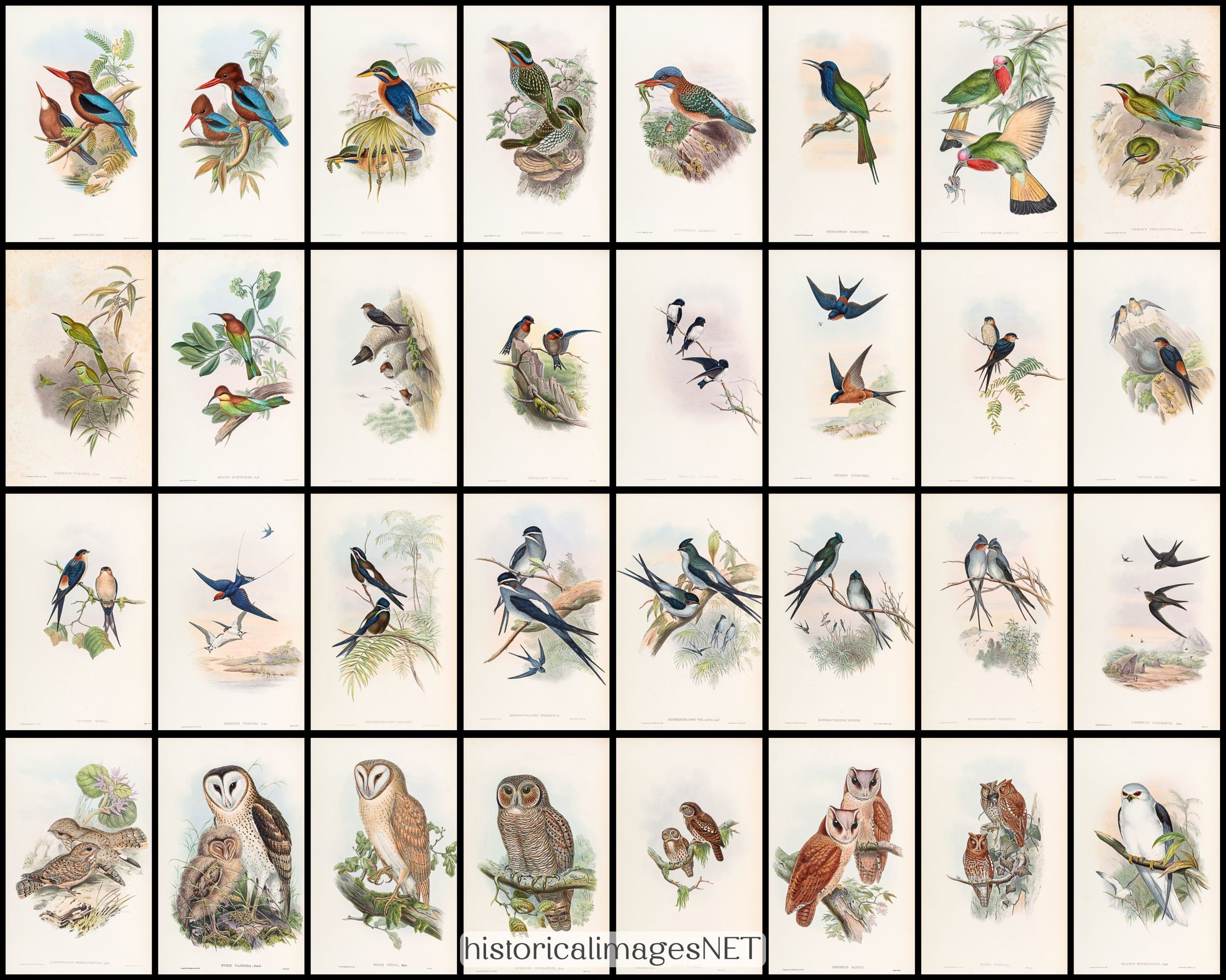 Vintage Asian Birds Drawings Vol 1. Collection of 75 Birds From Asia ...