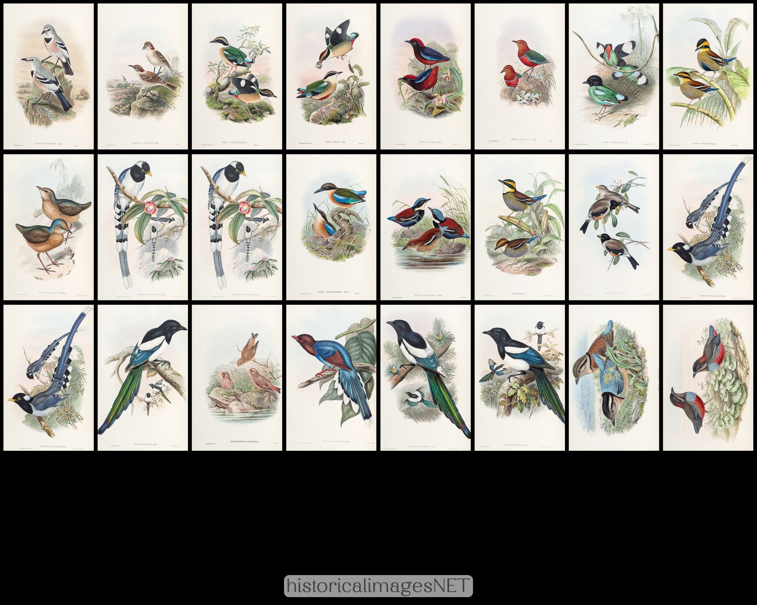 Vintage Asian Birds Drawings Vol 5. Collection of 86 Birds From Asia ...