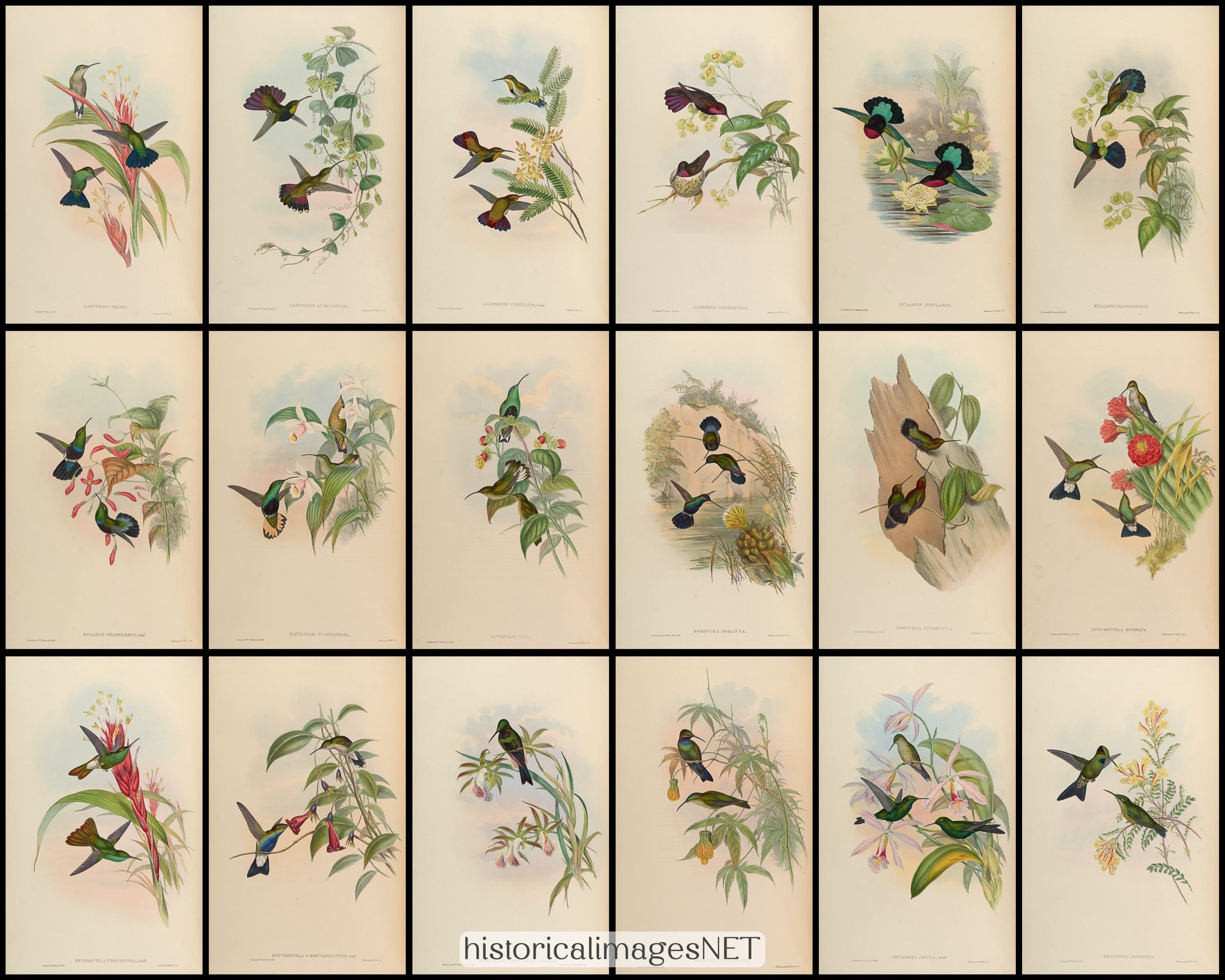 Vintage Painting of Hummingbirds of the XIX Century. DIGITAL DOWNLOADS ...