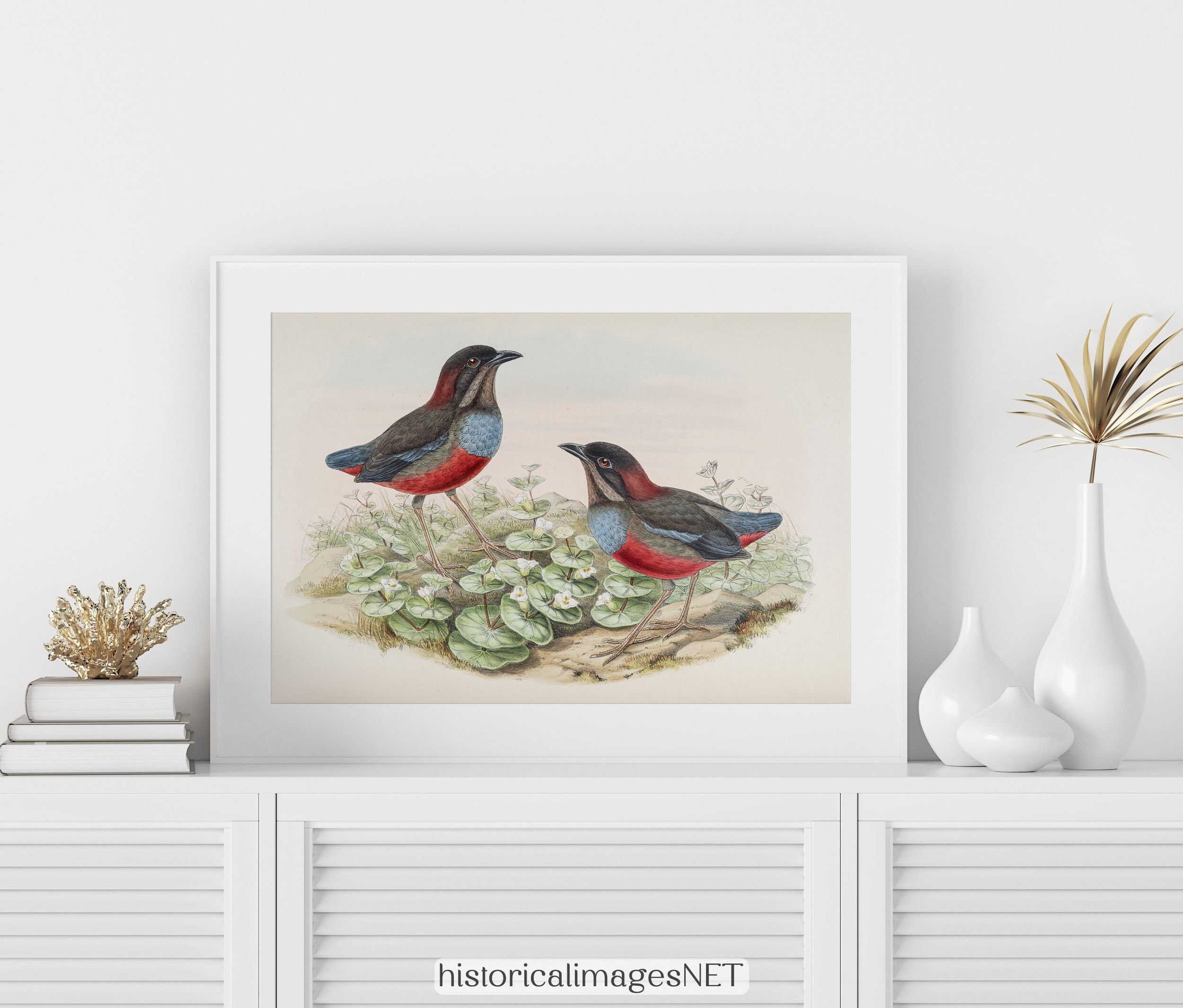 Vintage Asian Birds Drawings Vol 5. Collection of 86 Birds From Asia ...
