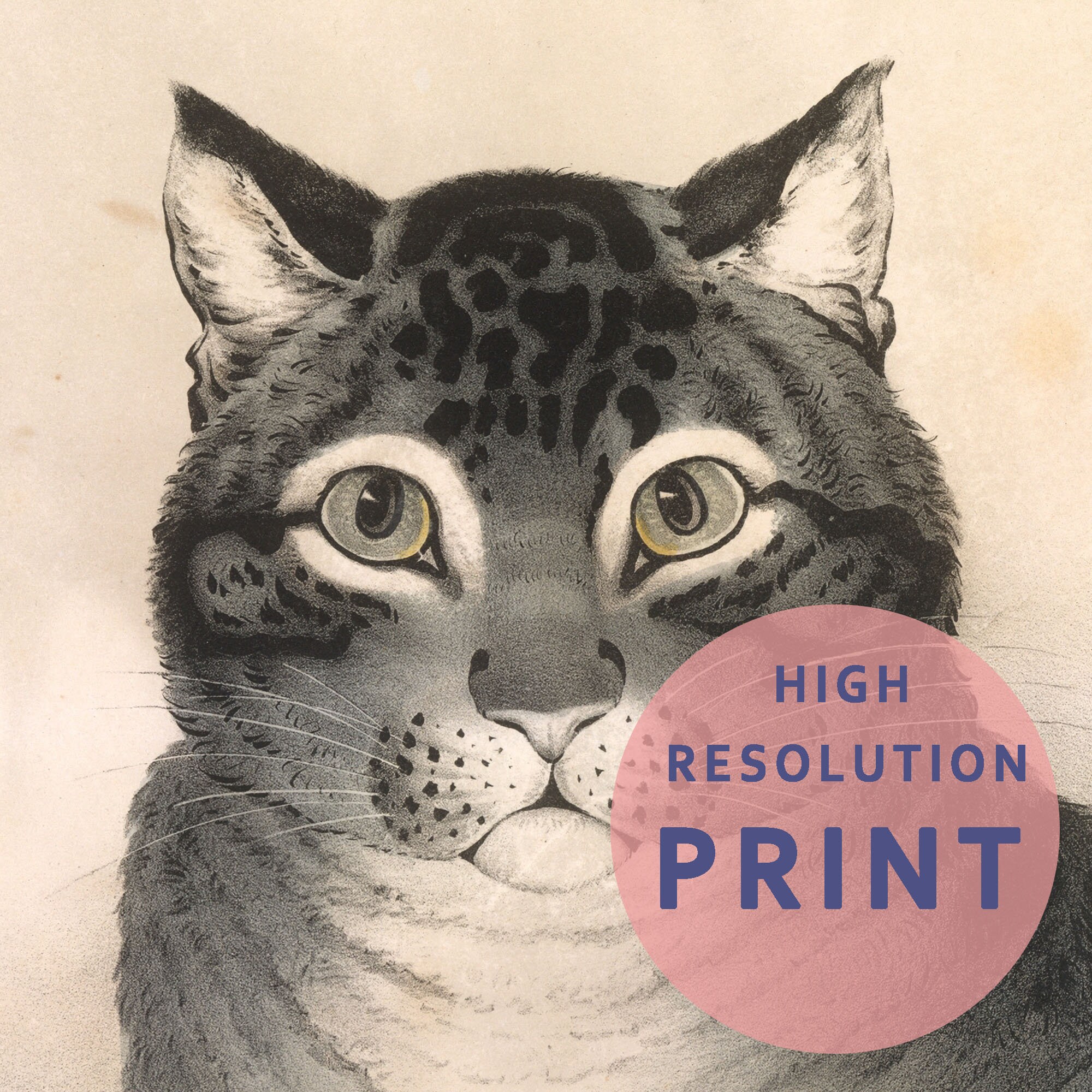 The Favorite Cat Poster Author: Nathaniel Currier 1838 - Etsy