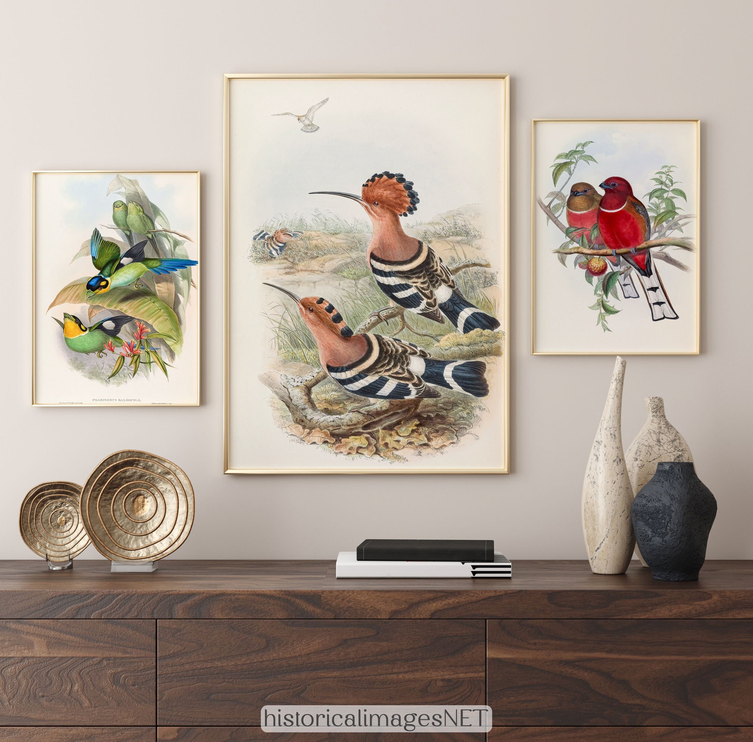 Vintage Asian Birds Drawings Vol 1. Collection of 75 Birds From Asia ...