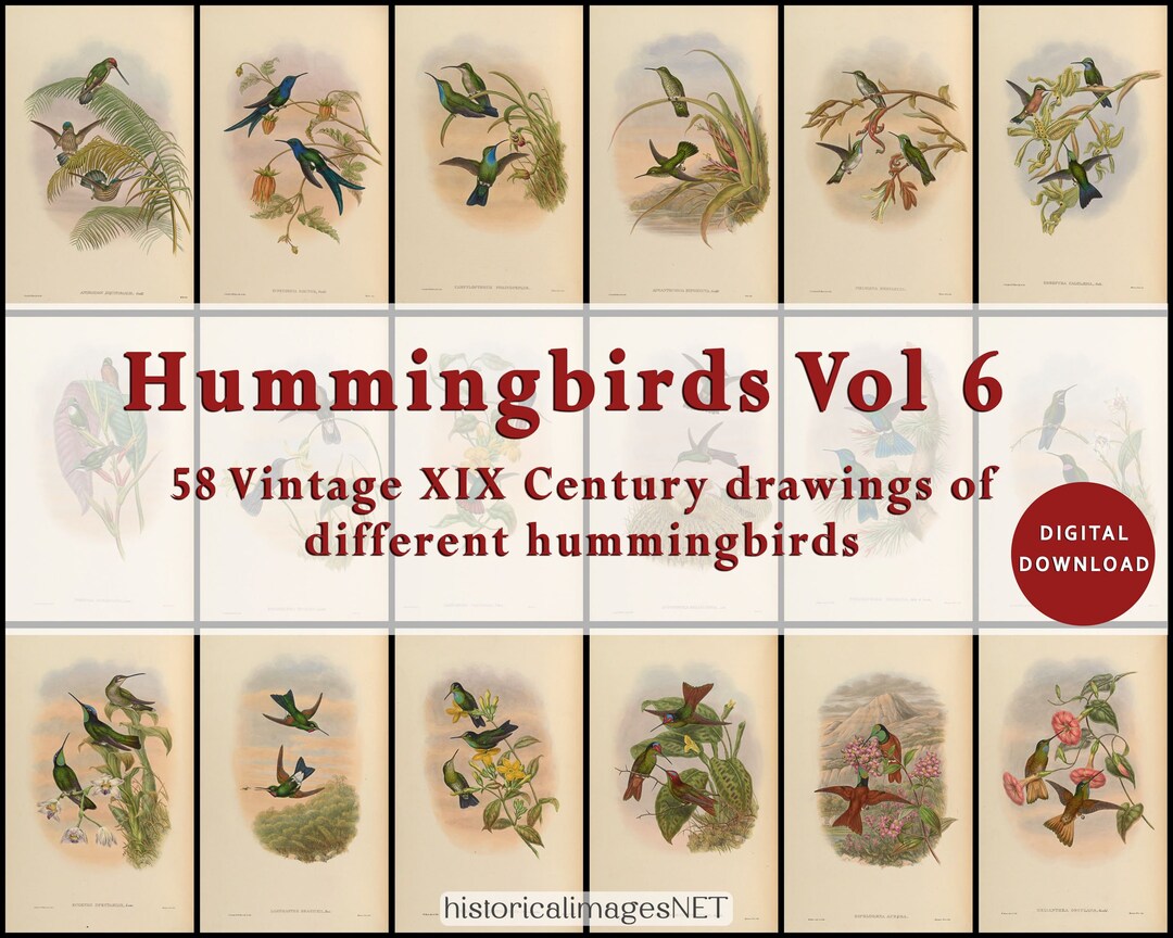 Vintage Painting of Hummingbirds of the XIX Century. DIGITAL DOWNLOADS ...